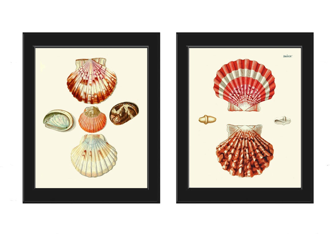 Vintage Colorful Seashells Wall Art Set of 2 Prints Beautiful Antique ...