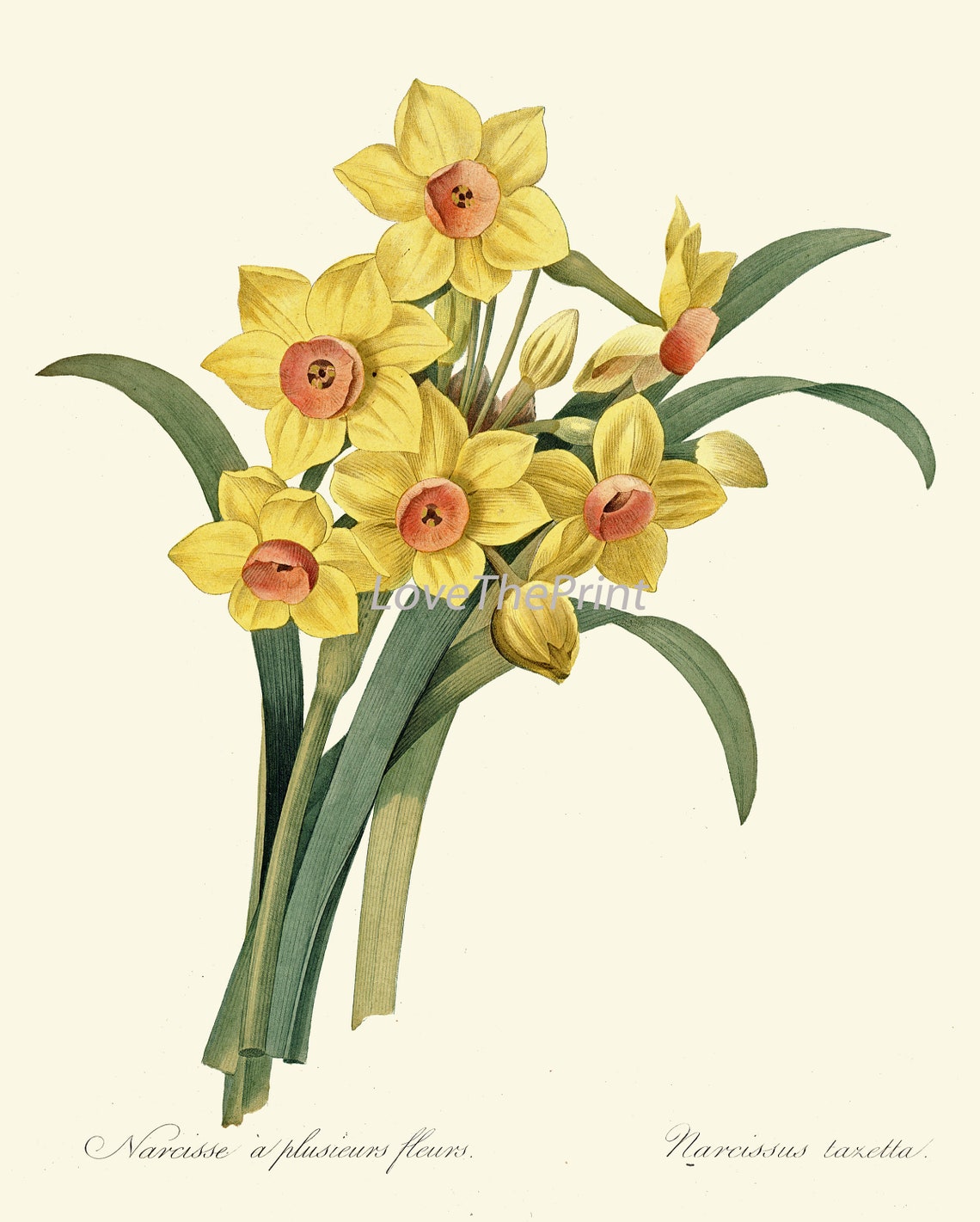 Yellow Flowers Botanical Print Set of 4 Beautiful Antique Vintage Wall ...
