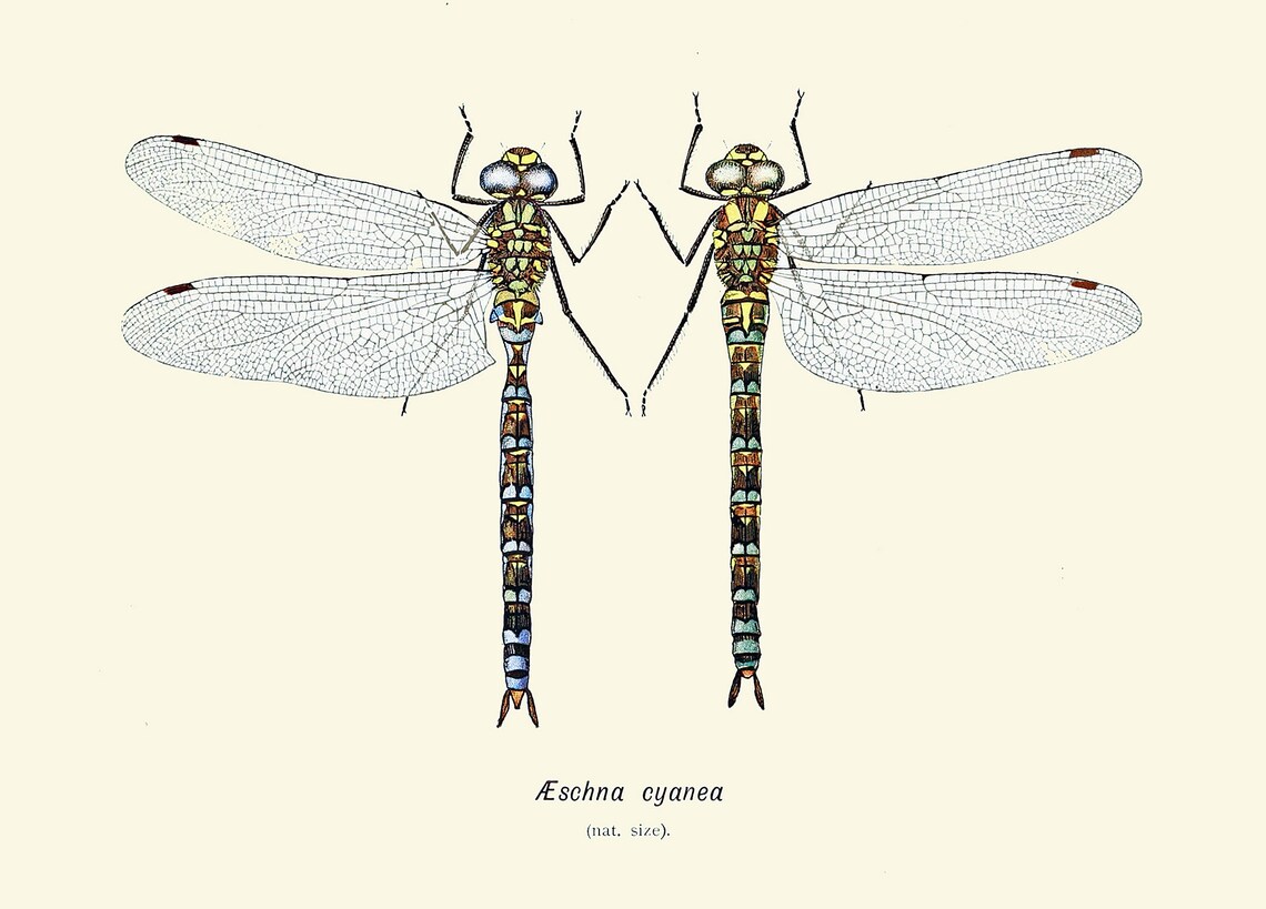 Dragonfly Prints Wall Art Set of 6 Beautiful Antique Vintage - Etsy