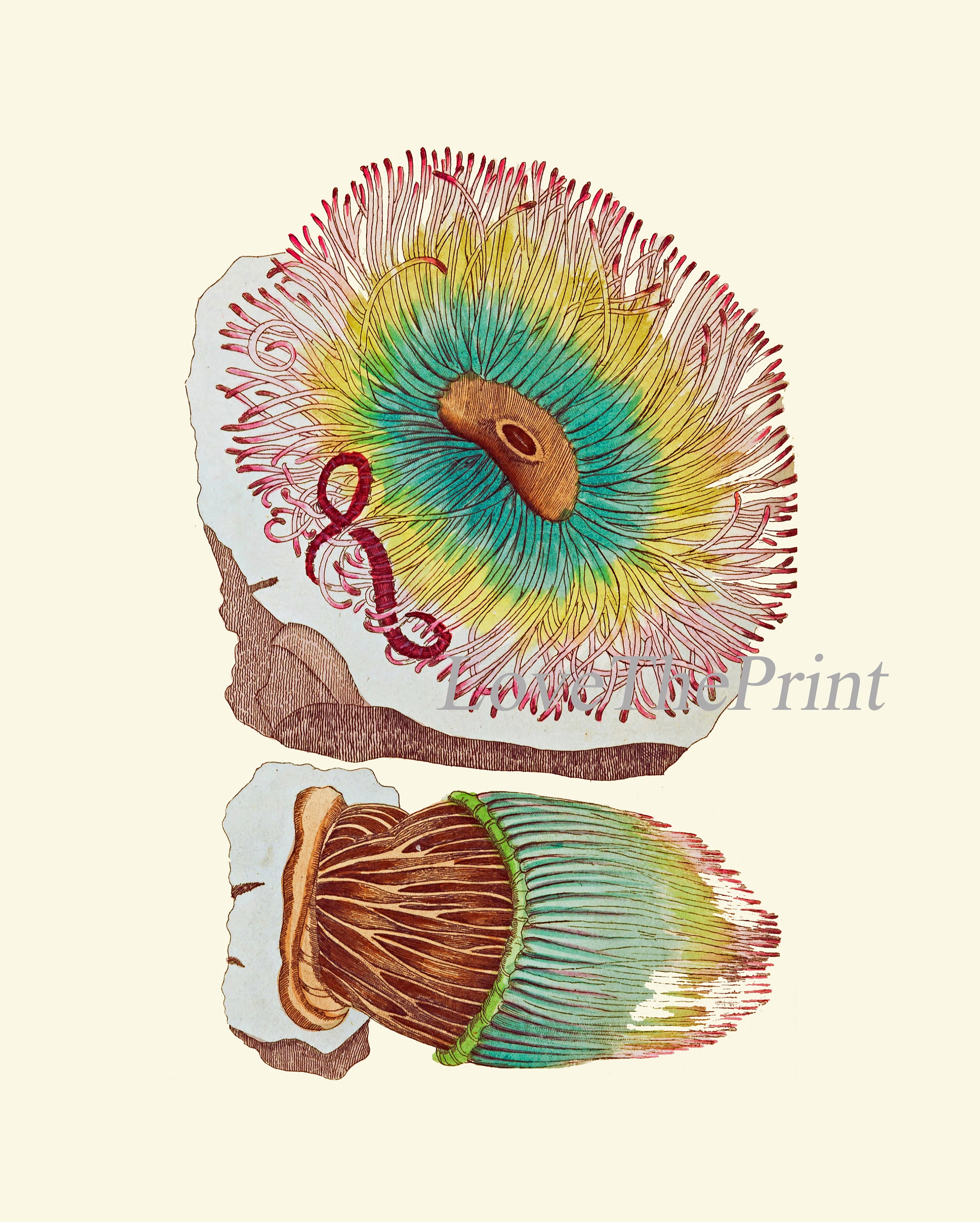 Corals Coral Prints Wall Decor Art Set of 9 Beautiful Antique - Etsy