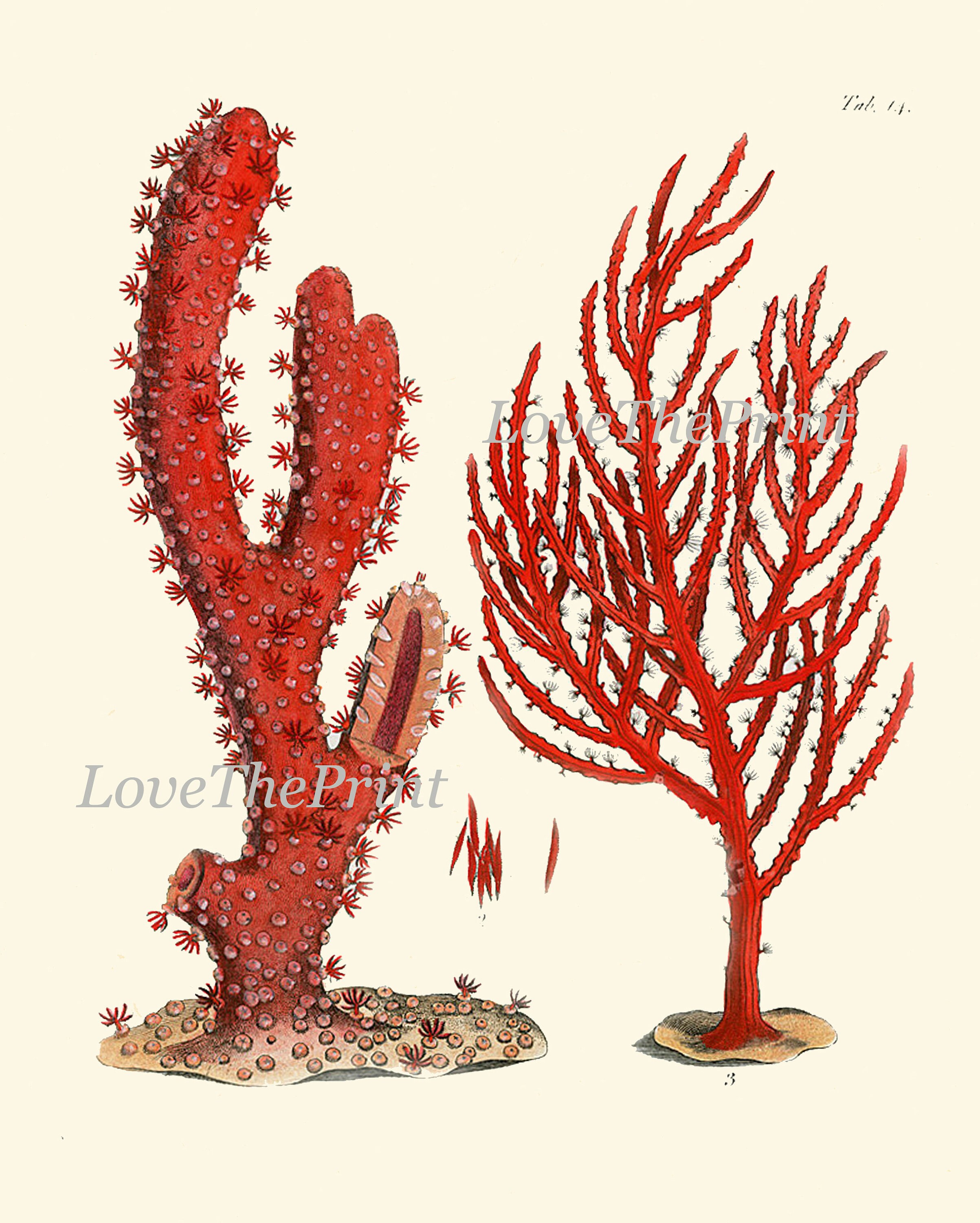 Red Coral Prints Wall Art Set of 4 Beautiful Antique Vintage - Etsy