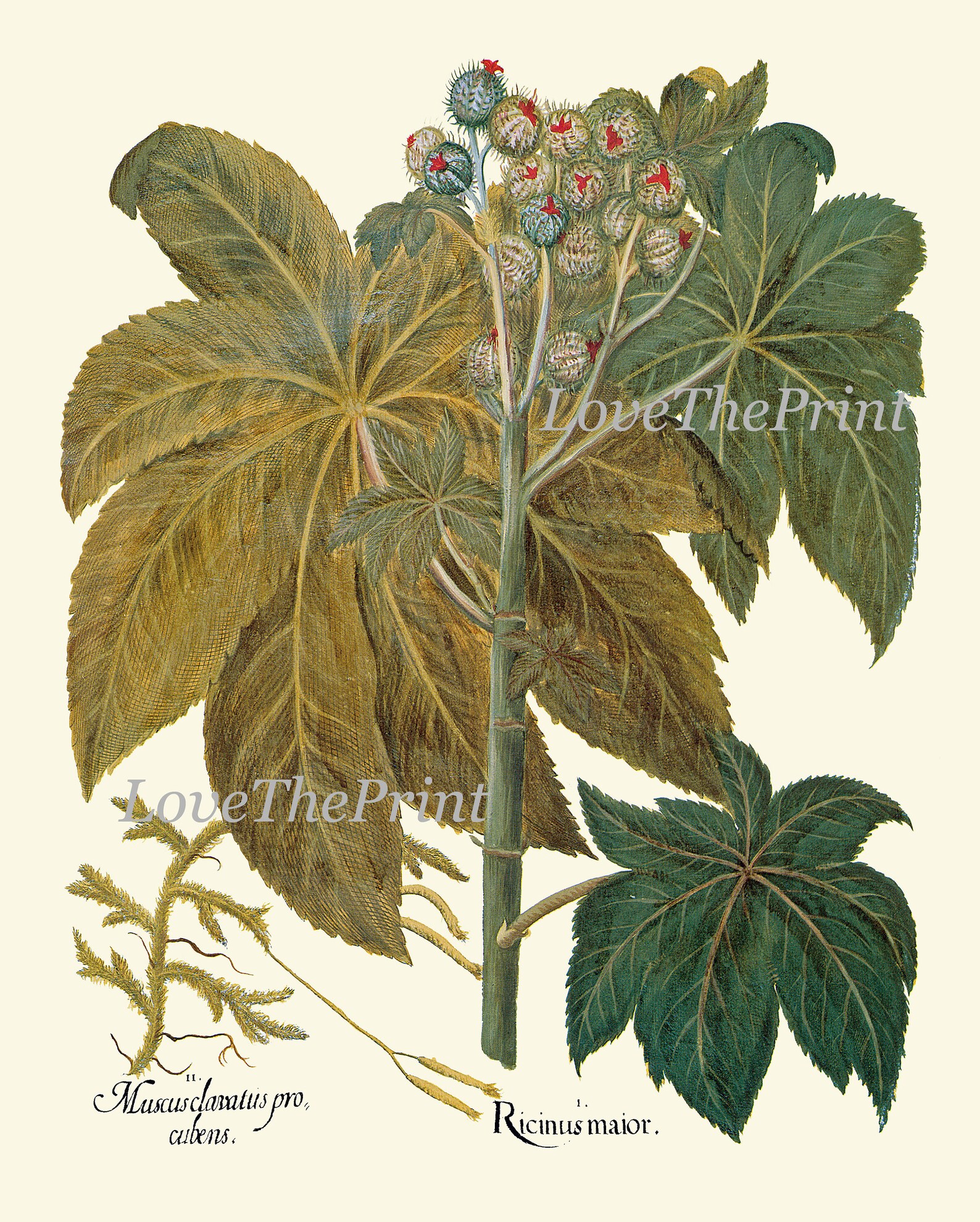 Botanical Print Set Botanical Prints Art Prints Giclee - Etsy