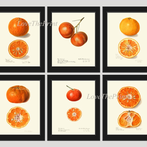Orange Fruit Art - Etsy