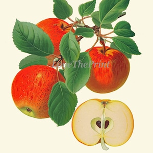 Apple Print Set of 6 Botanical Prints Wall Art Giclee Kitchen Dining ...