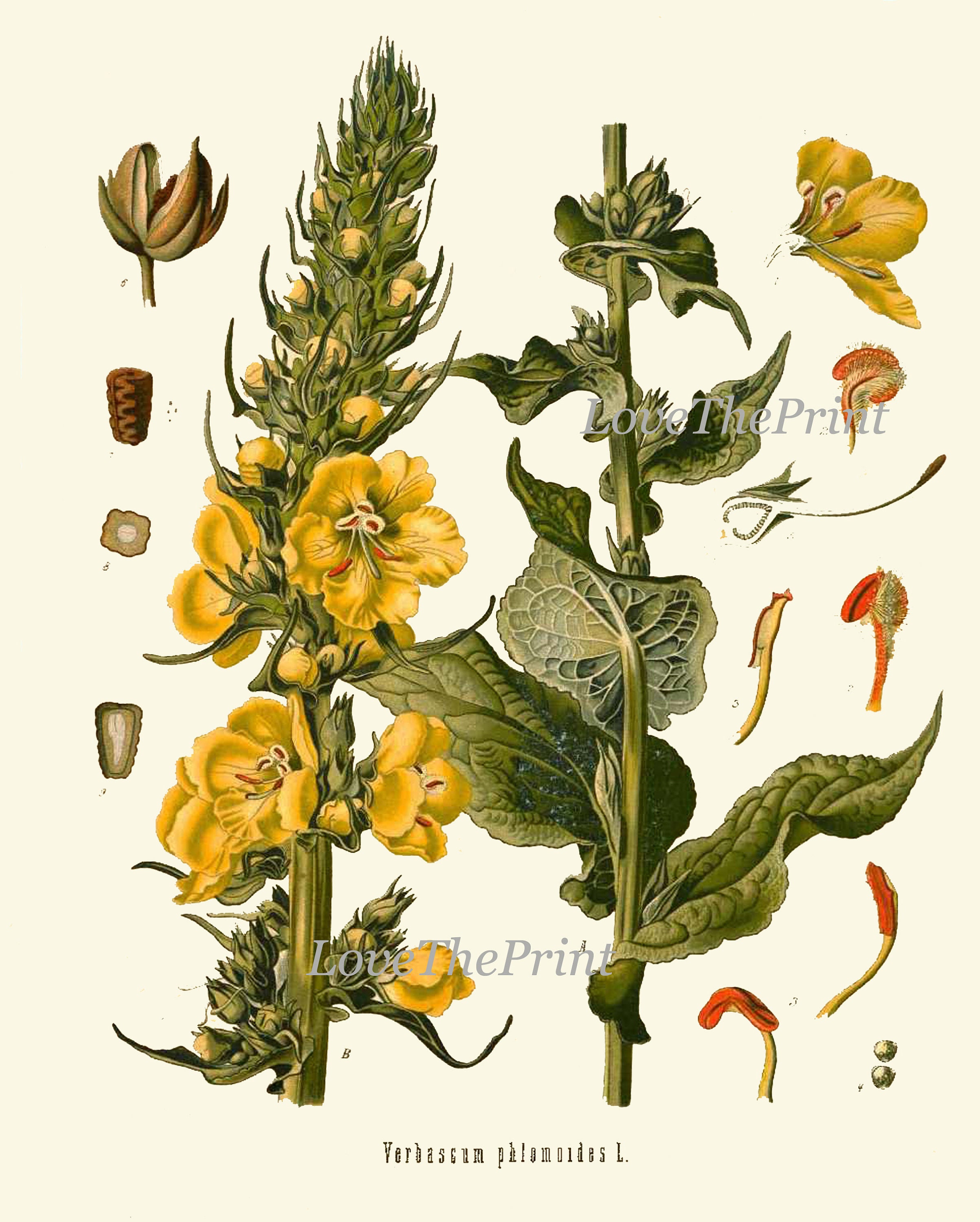 Yellow Flower Botanical Wall Art Set of 4 Prints Beautiful Antique ...