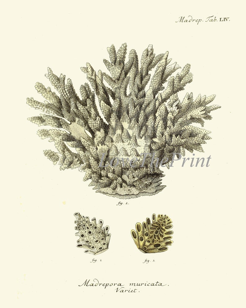 Coral Prints Wall Art Gallery Set of 16 Beautiful Antique Vintage ...