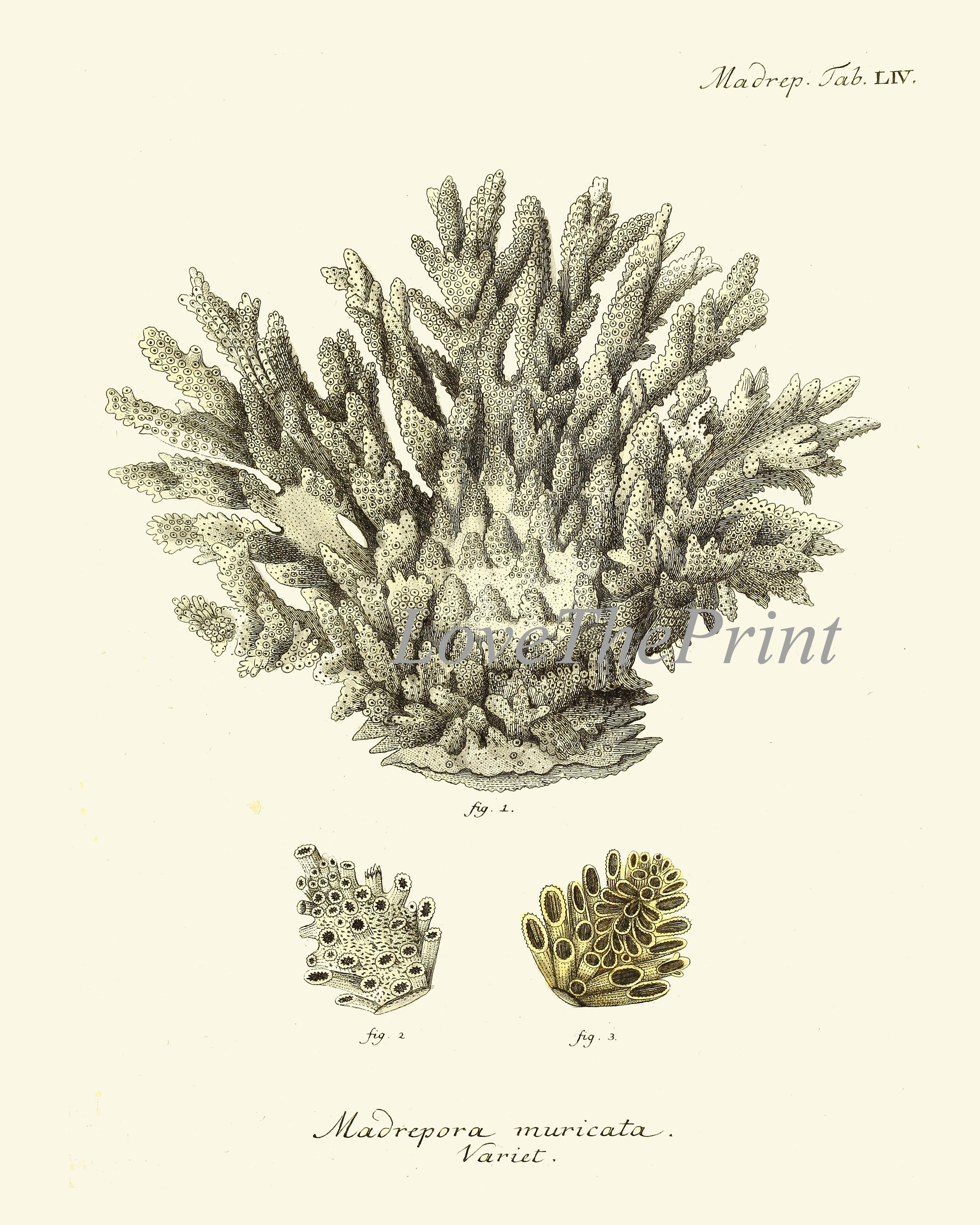 Coral Prints Wall Art Gallery Set of 16 Beautiful Antique Vintage ...
