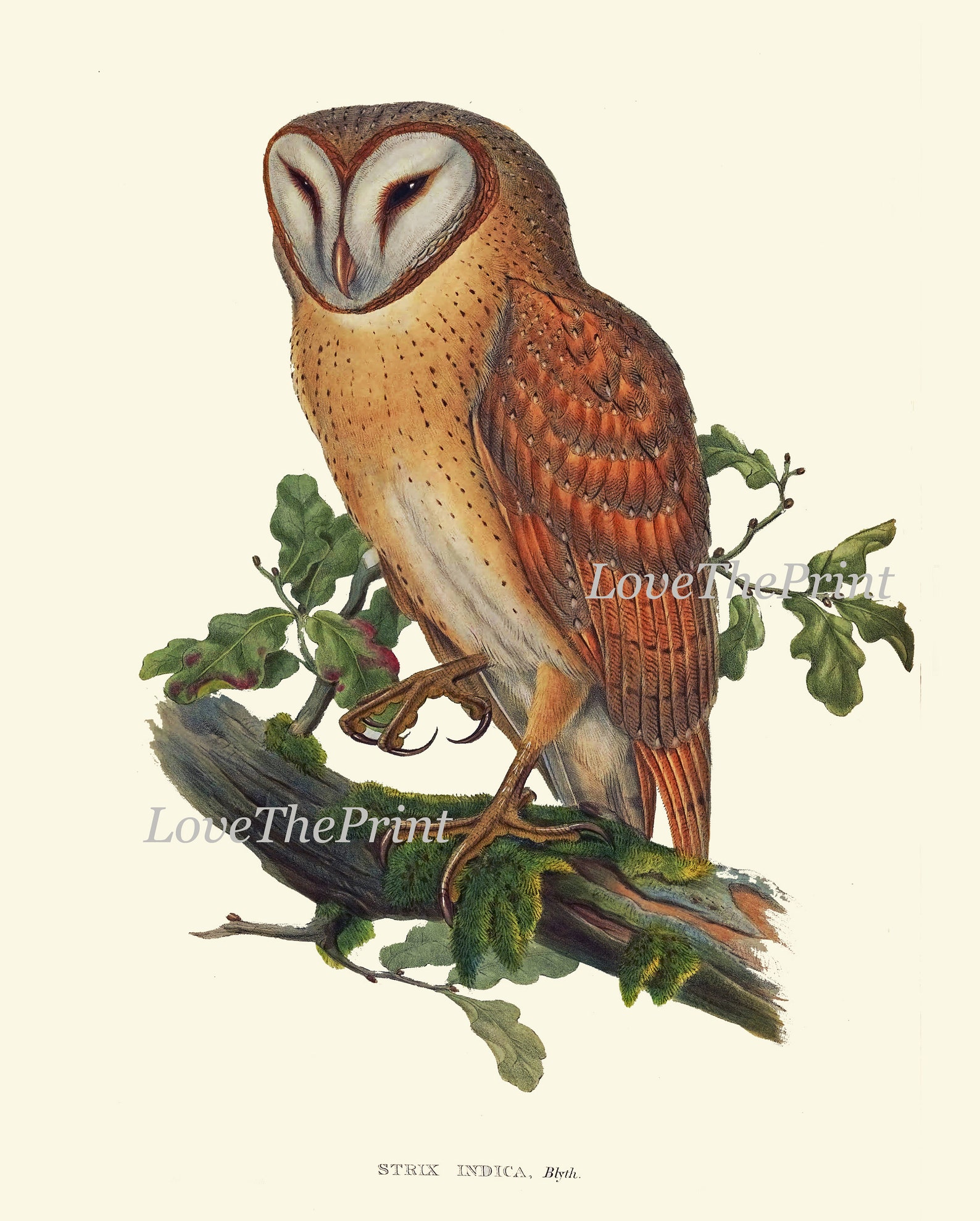 Vintage Owl Bird Wall Art Prints Set of 4 Beautiful Antique - Etsy