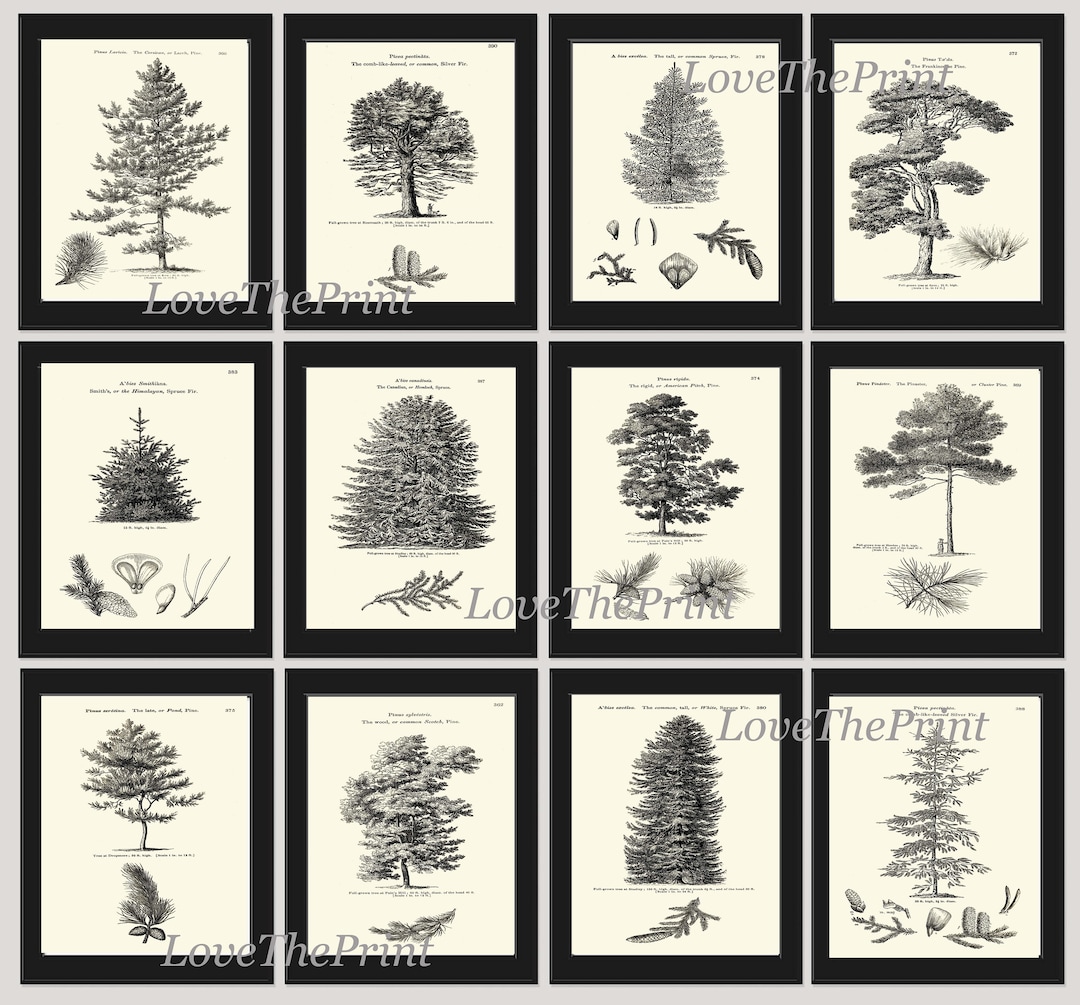 Pine Tree Wall Art Set of 12 Prints Beautiful Vintage Antique Trees ...