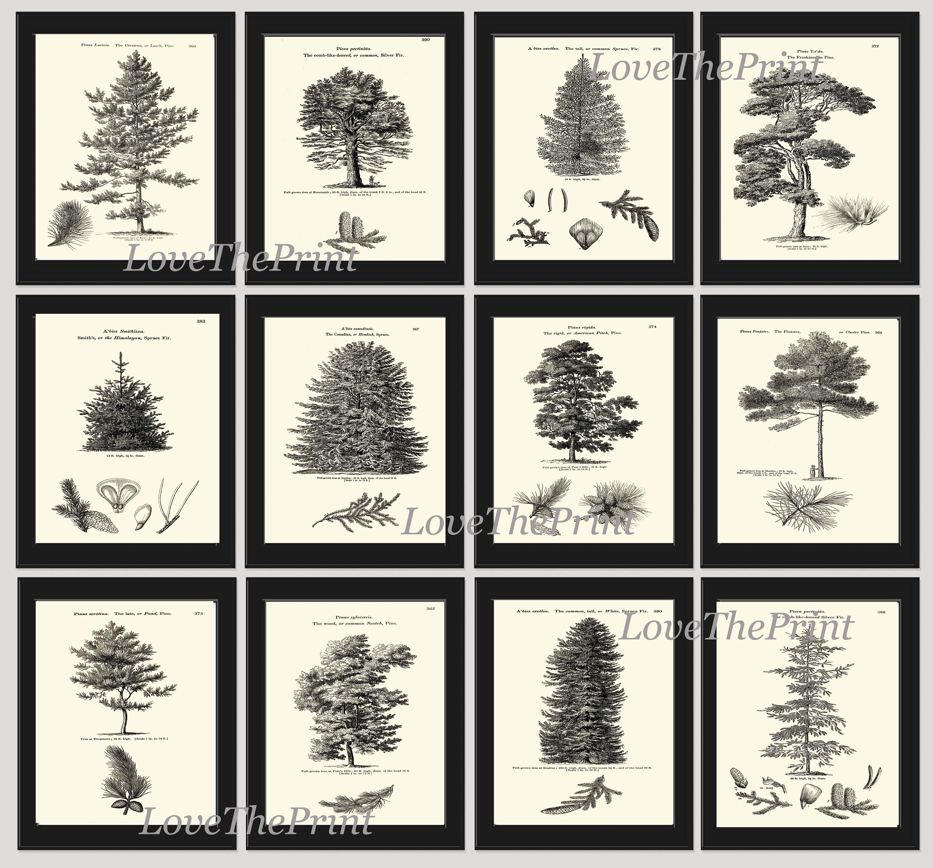 Pine Tree Wall Art Set of 12 Prints Beautiful Vintage Antique Trees ...