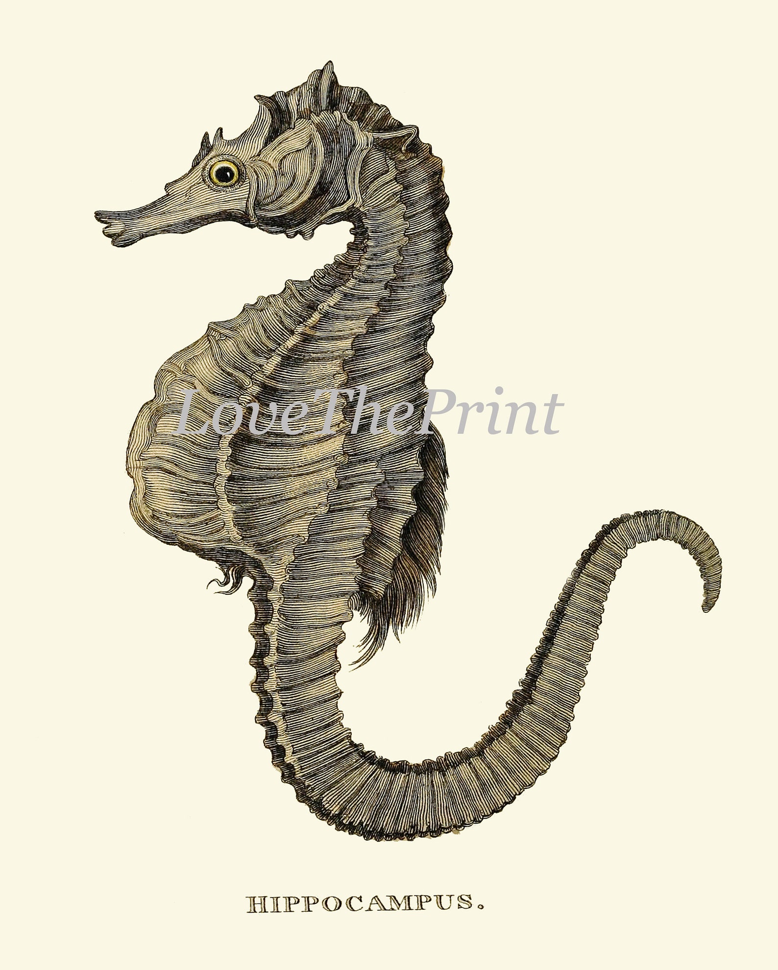 Sea Horse Shell Coral Wall Art Nautical Print Set of 6 Vintage Ocean ...