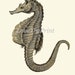 Sea Horse Shell Coral Wall Art Nautical Print Set of 6 Vintage Ocean ...
