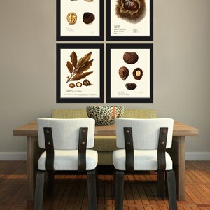 Nuts Kitchen Dining Room Wall Art Prints Set of 4 Beautiful Antique ...