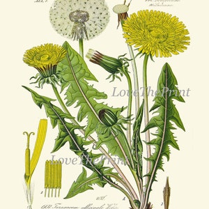 Dandelion Botanical Wall Art Set of 6 Prints Beautiful Antique Vintage ...