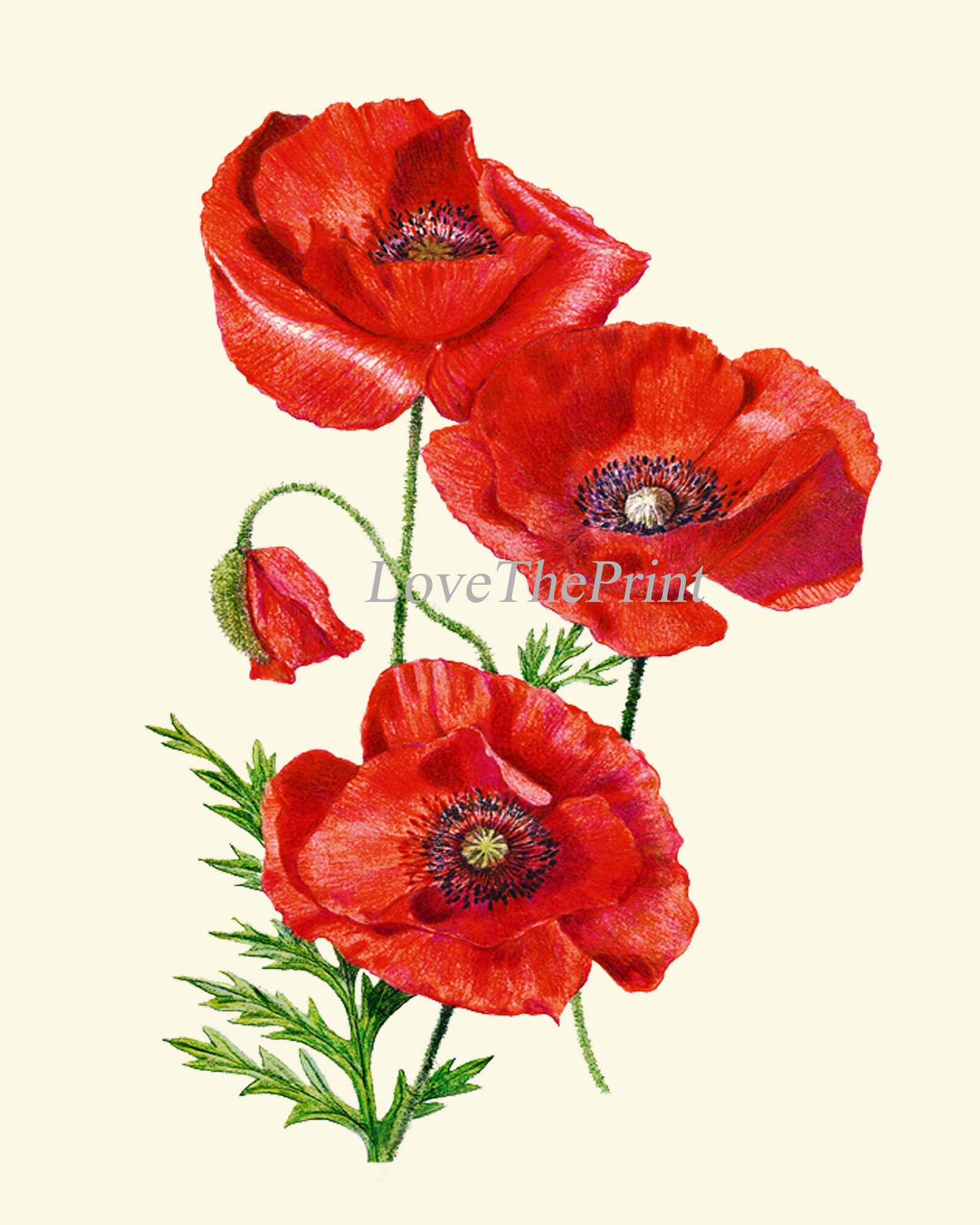 Red Poppy Poppies Botanical Wall Art Decor Set of 3 Prints Beautiful ...