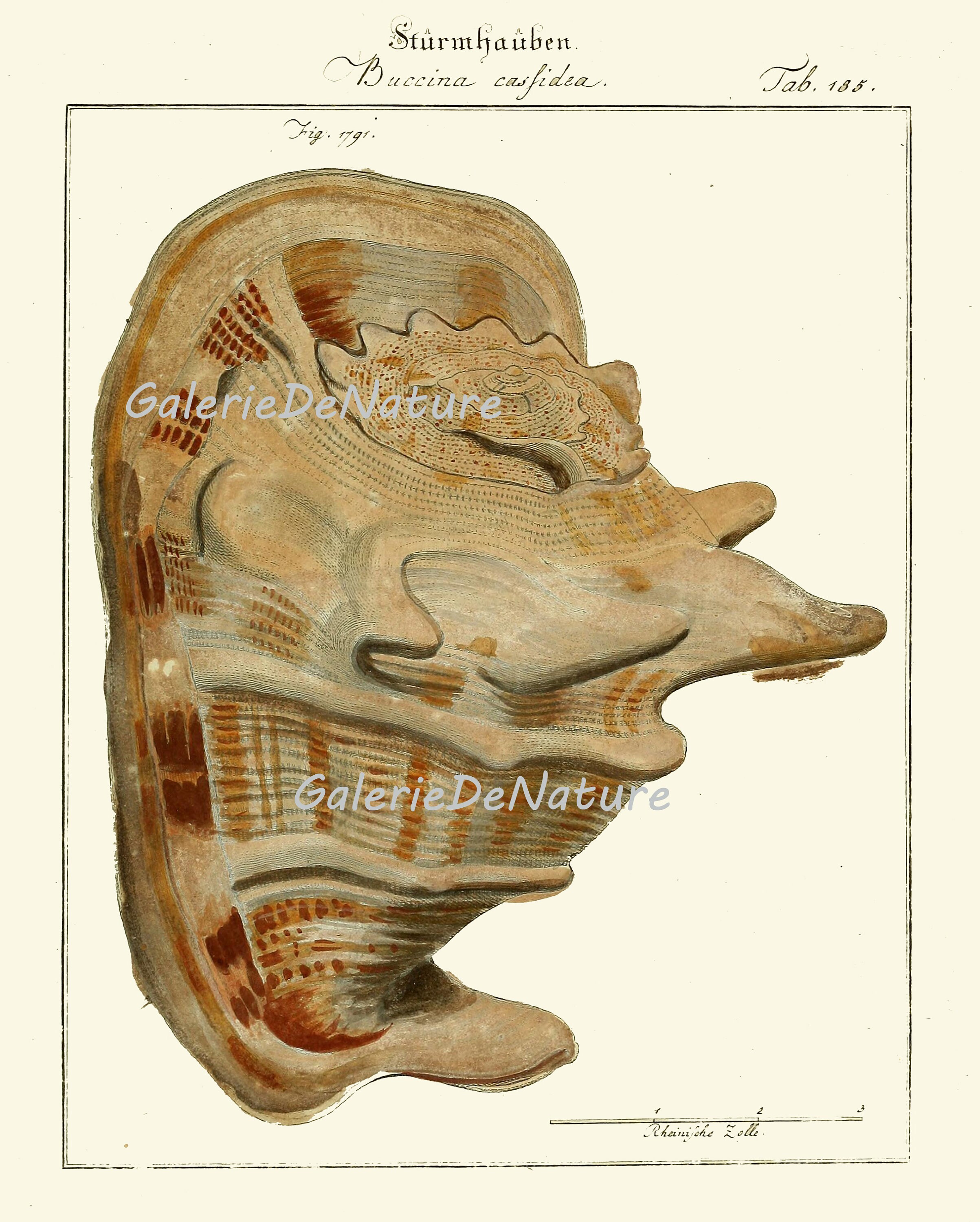 Seashells Prints Wall Art Set of 6 Beautiful Antique Vintage Sea Shell ...