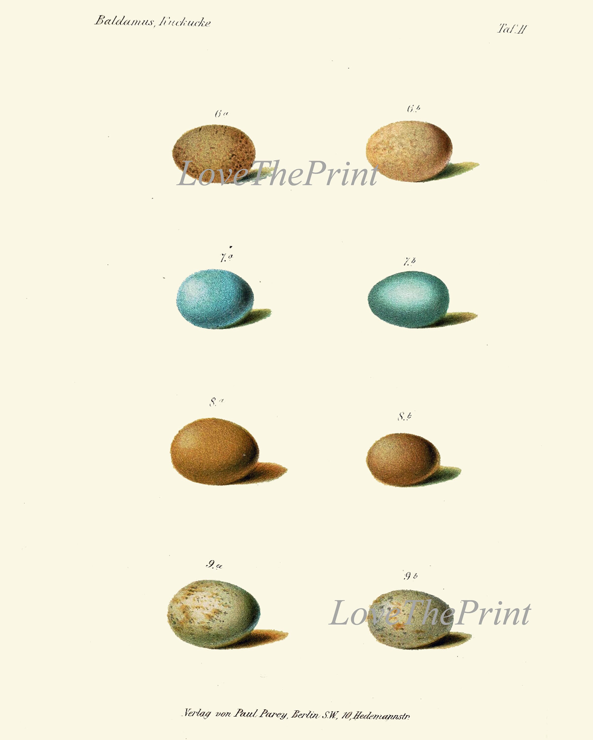 Vintage Bird Eggs Wall Art Print Set Of 6 Beautiful Antique Vintage Chart Illustration Picture