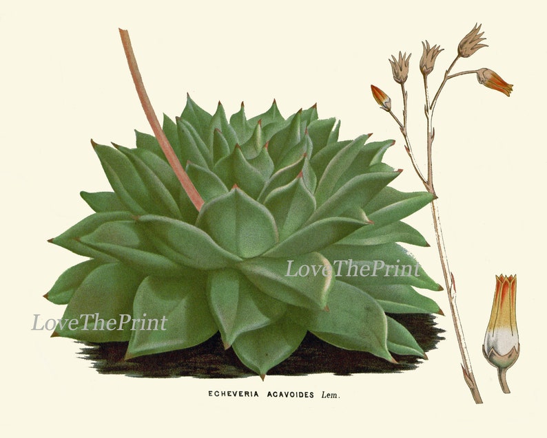 Hosta Plants Flowers Botanical Wall Art Set of 9 Prints | Etsy