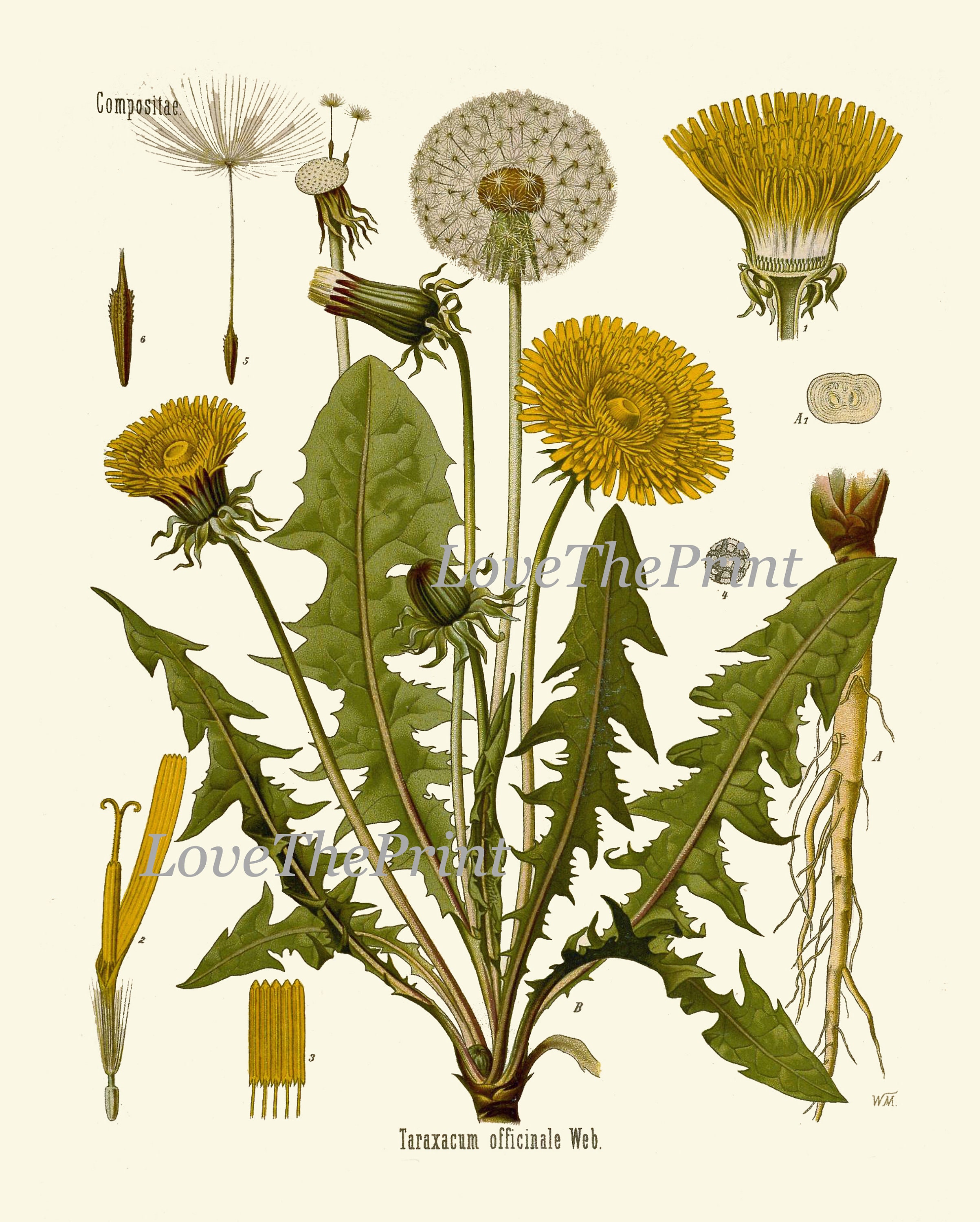 Dandelion Botanical Wall Art Set of 6 Prints Beautiful Antique - Etsy