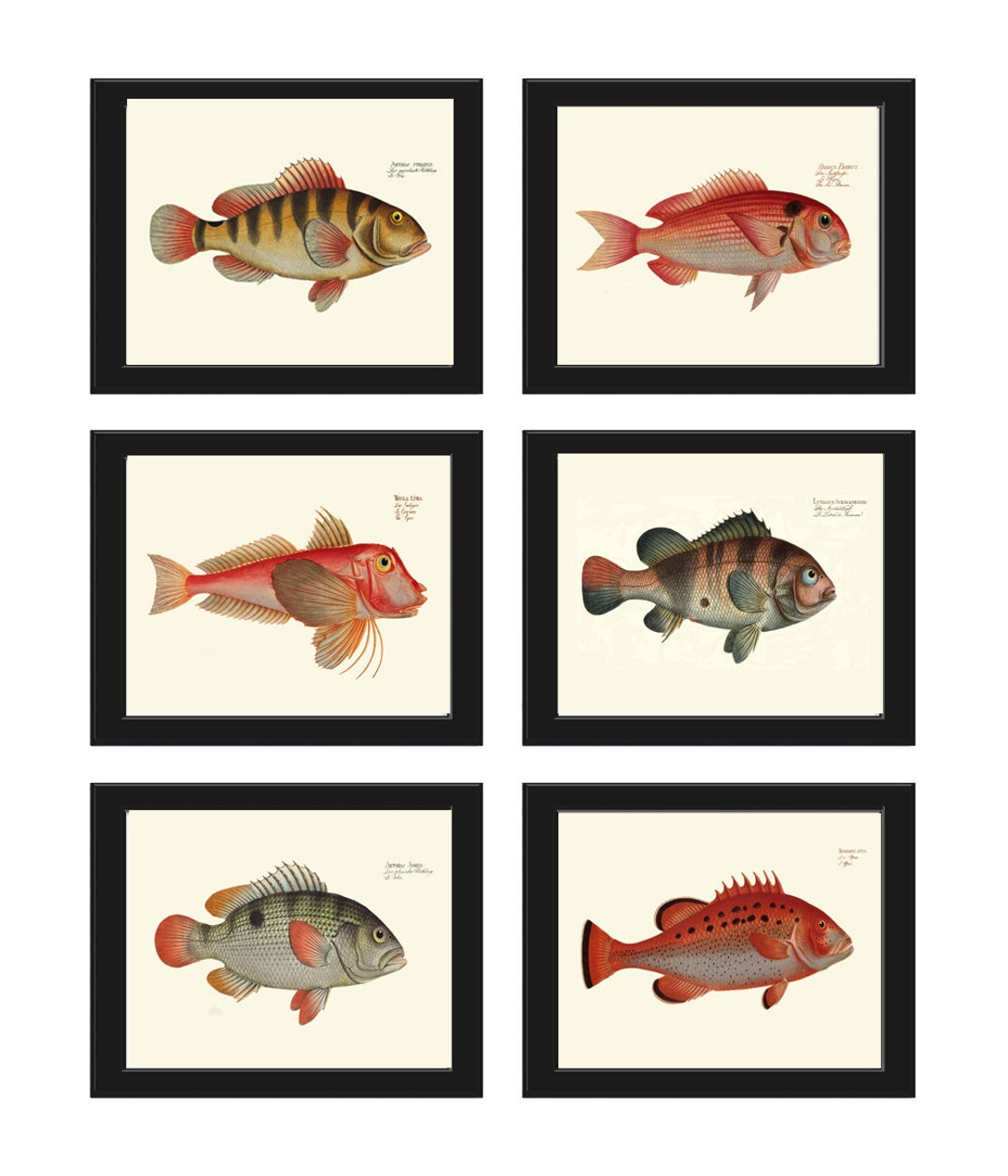Fish Prints Wall Art Set of 6 Beautiful Antique Vintage Saltwater Ocean ...