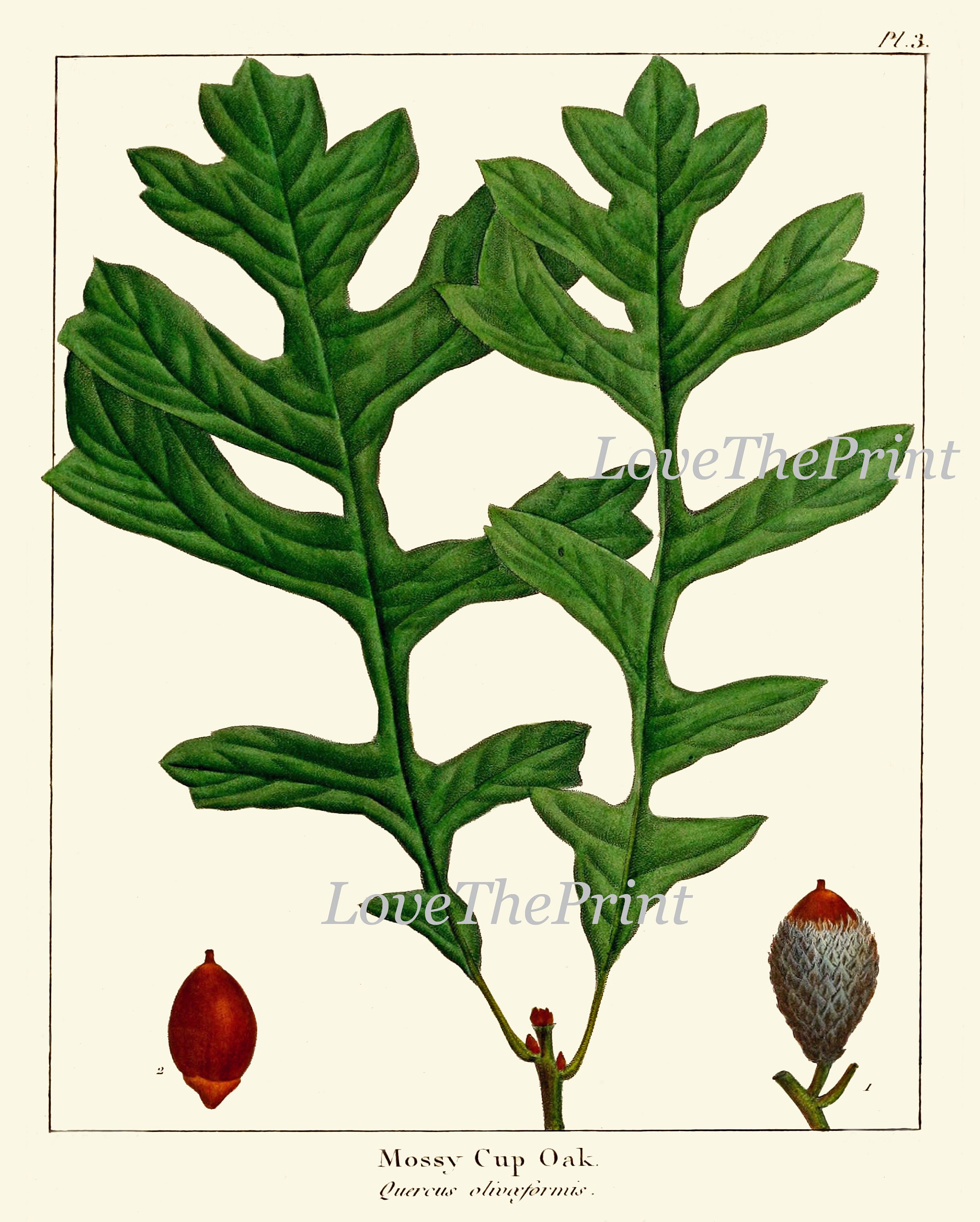 Acorn Botanical Wall Art Set of 4 Prints Beautiful Antique Vintage ...