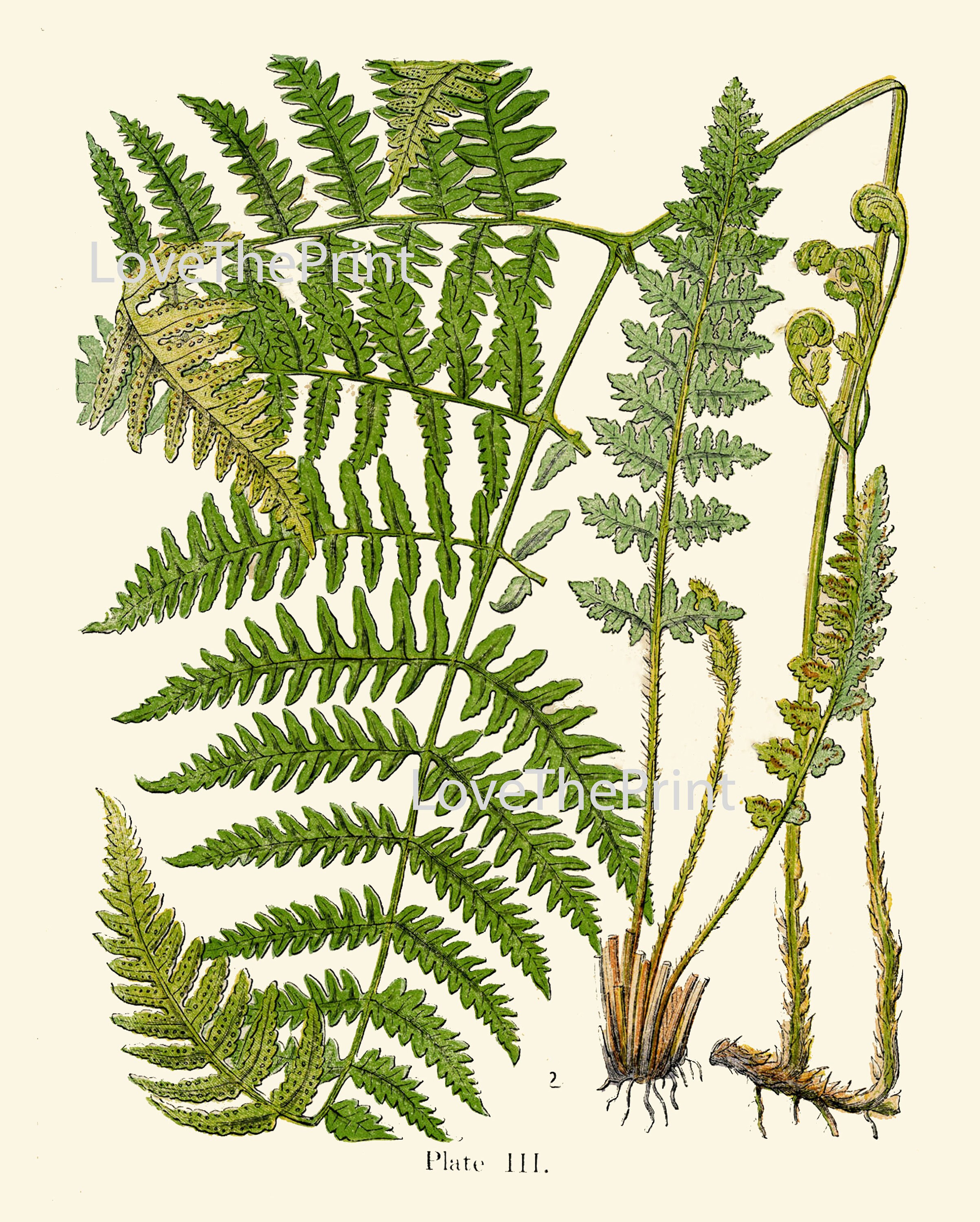 Vintage Fern Prints Set of 16 Beautiful Antique Botanical Wall Art ...