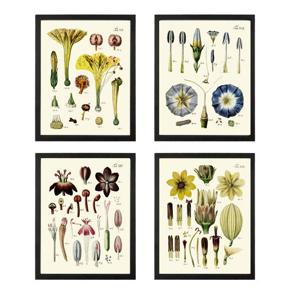 Vintage Botanical Flower Chart Print Set of 4 Wall Art - Etsy