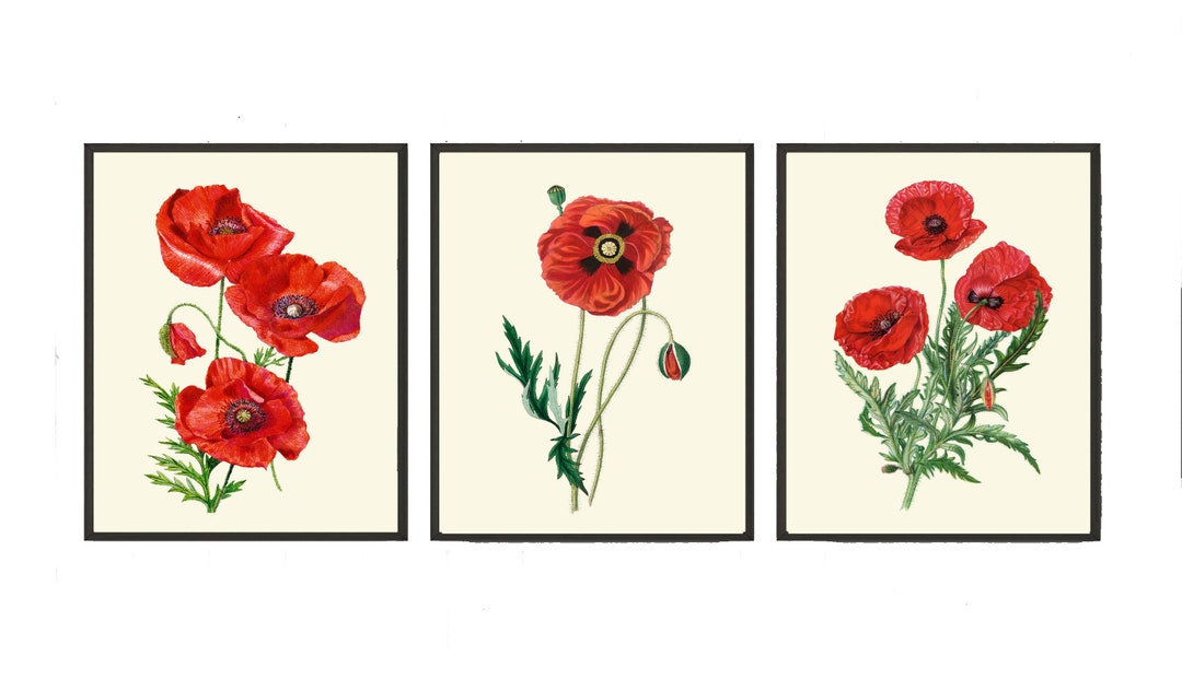 Red Poppy Poppies Botanical Wall Art Decor Set of 3 Prints Beautiful ...