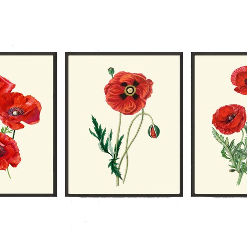 Red Poppy Poppies Botanical Wall Art Decor Set of 3 Prints - Etsy