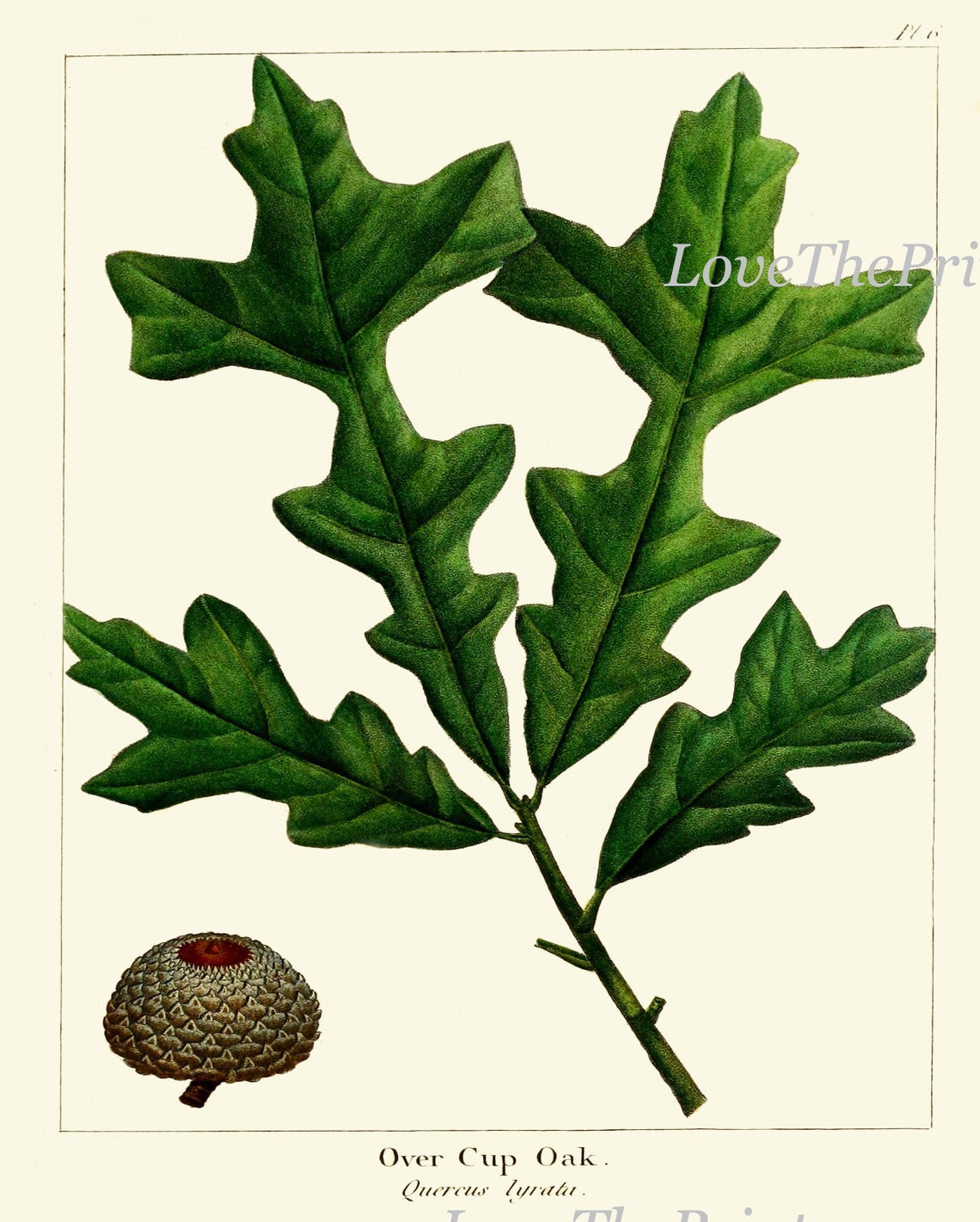 Acorn Botanical Wall Art Set of 9 Prints Beautiful Antique Vintage ...
