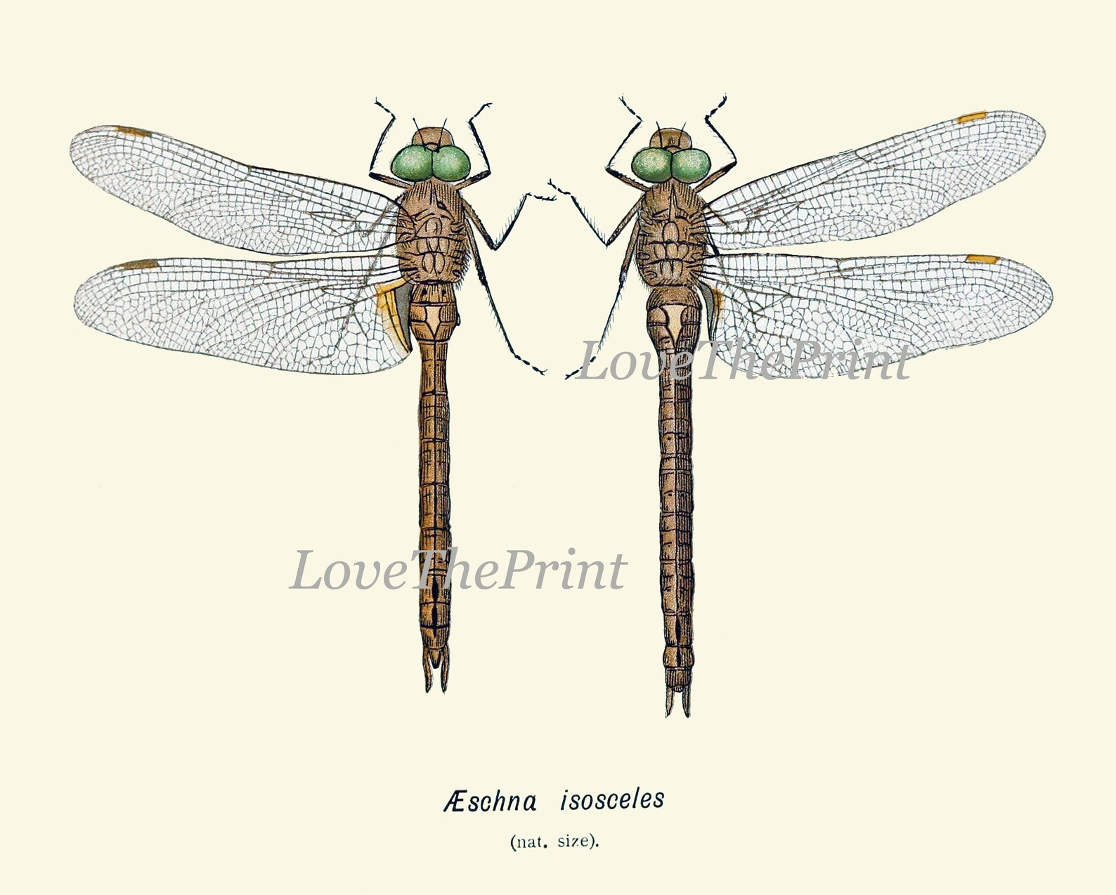 Dragonfly Prints Wall Art Set of 6 Beautiful Antique Vintage - Etsy