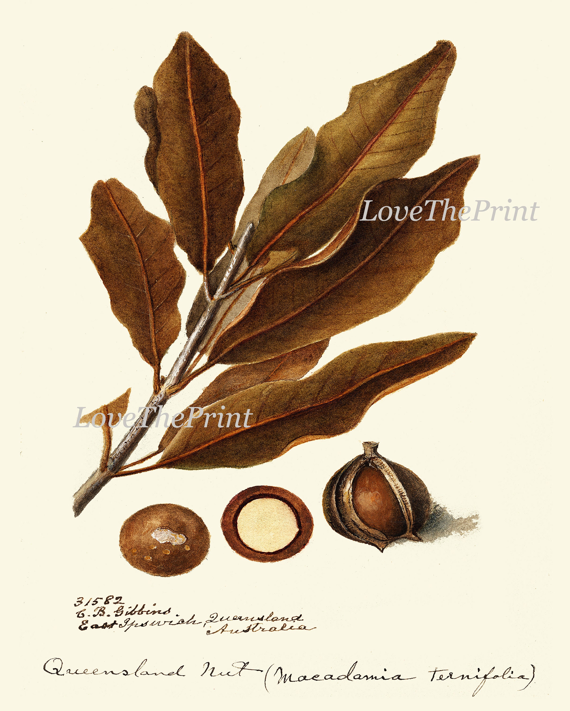 Nuts Kitchen Dining Room Wall Art Prints Set of 4 Beautiful Antique ...