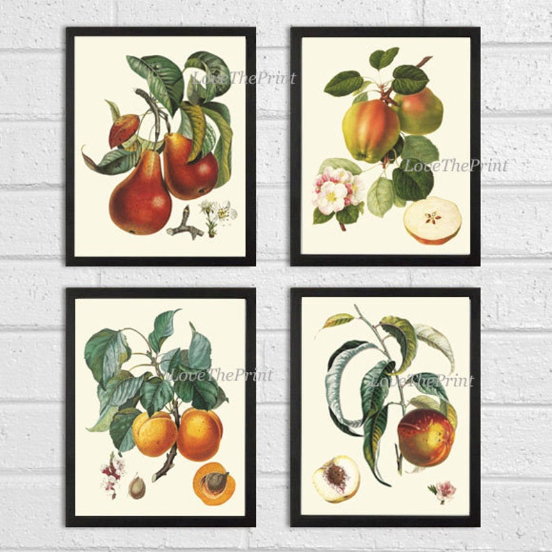 Fruit Botanical Wall Art Set 4 Prints Beautiful Vintage Antique Apple ...