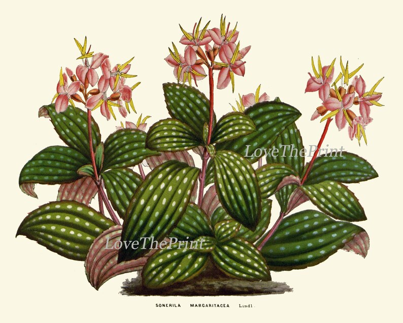 Hosta Plants Flowers Botanical Wall Art Set of 9 Prints - Etsy