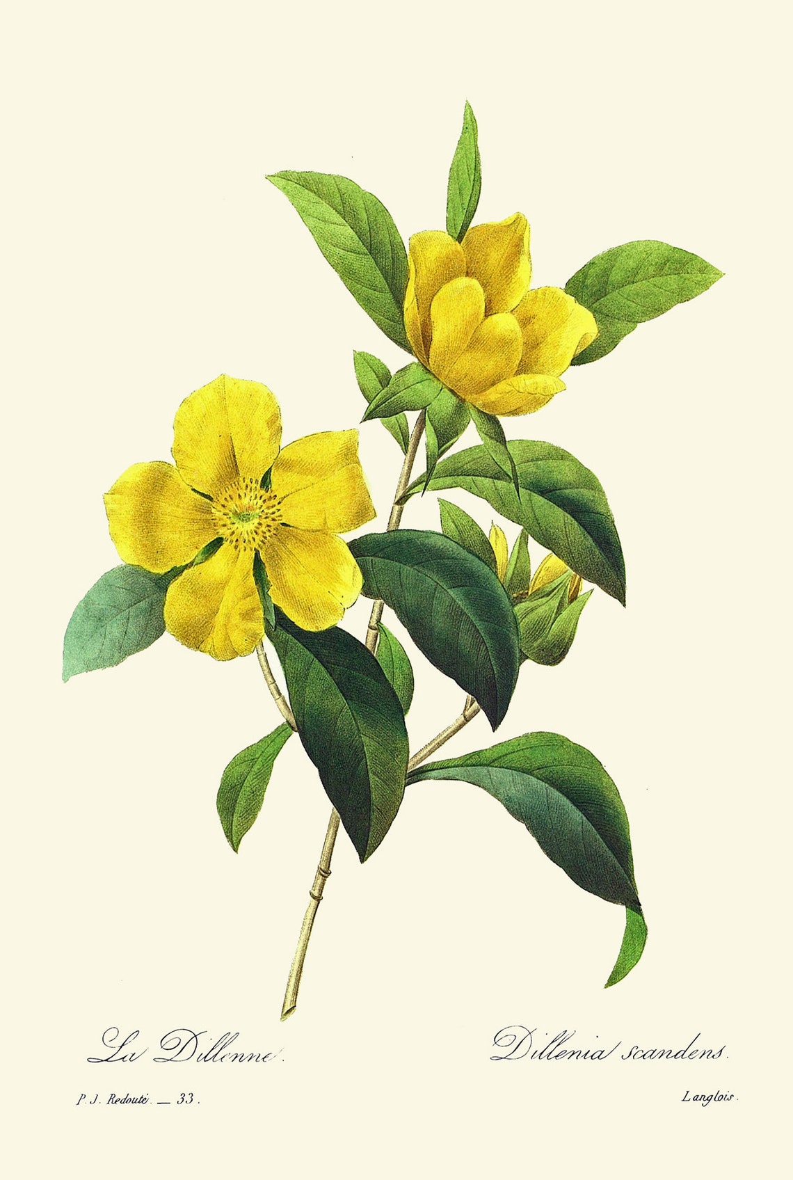 Yellow Flowers Botanical Print Set of 4 Beautiful Antique Vintage Wall ...