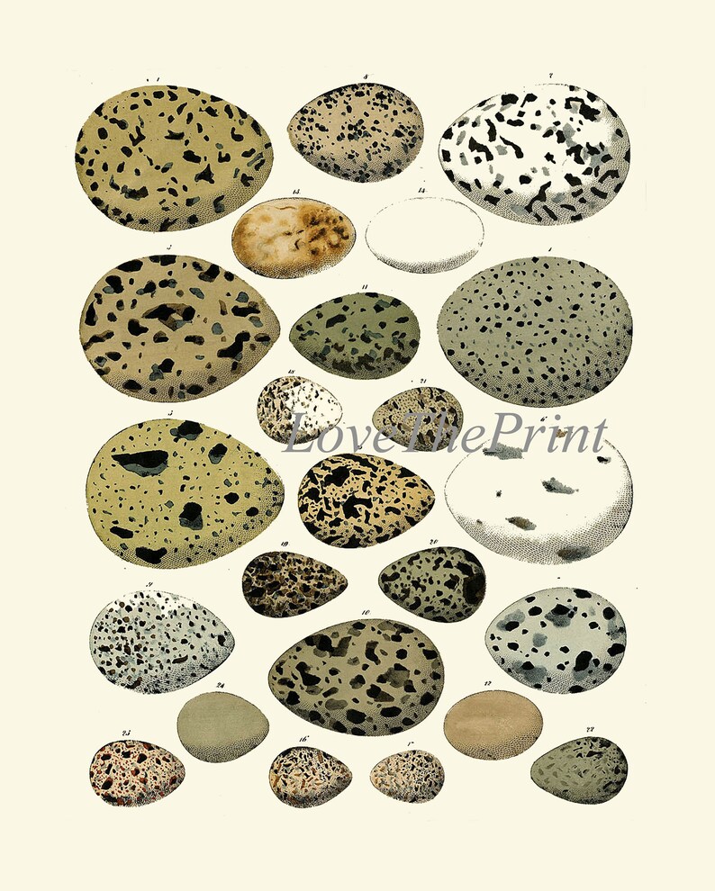 Vintage Bird Eggs Wall Art Print Set Of 6 Beautiful Antique Etsy