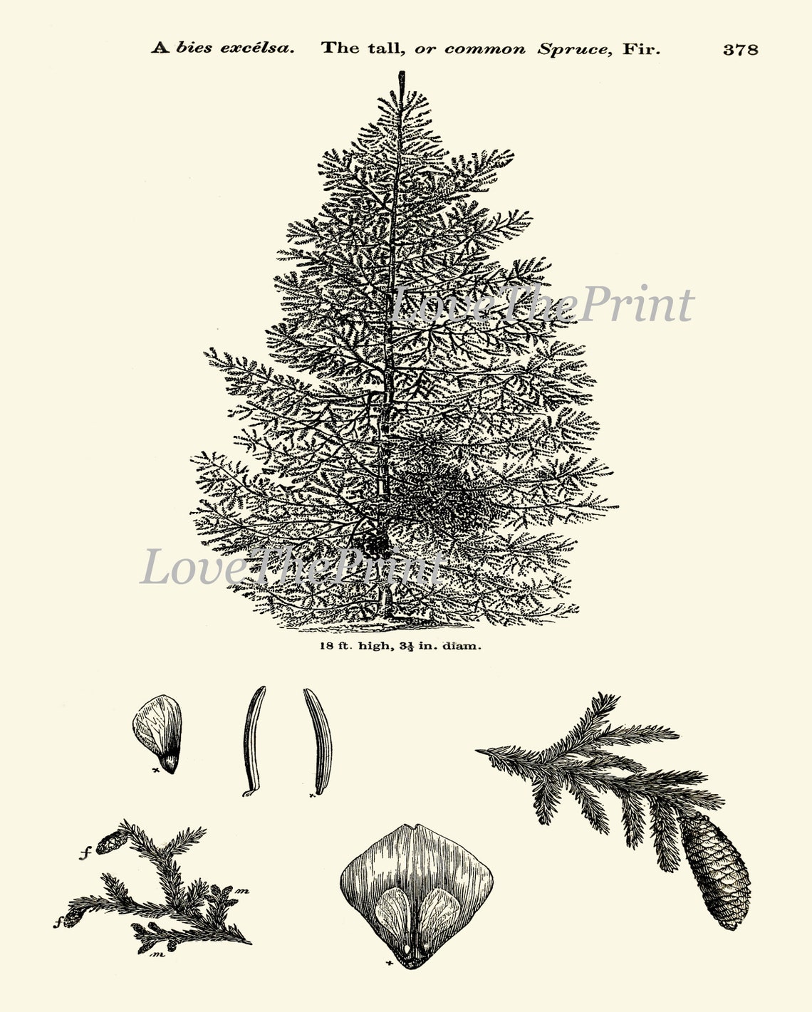 Pine Tree Wall Art Set of 12 Prints Beautiful Vintage Antique - Etsy