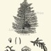 Pine Tree Wall Art Set of 12 Prints Beautiful Vintage Antique Trees ...