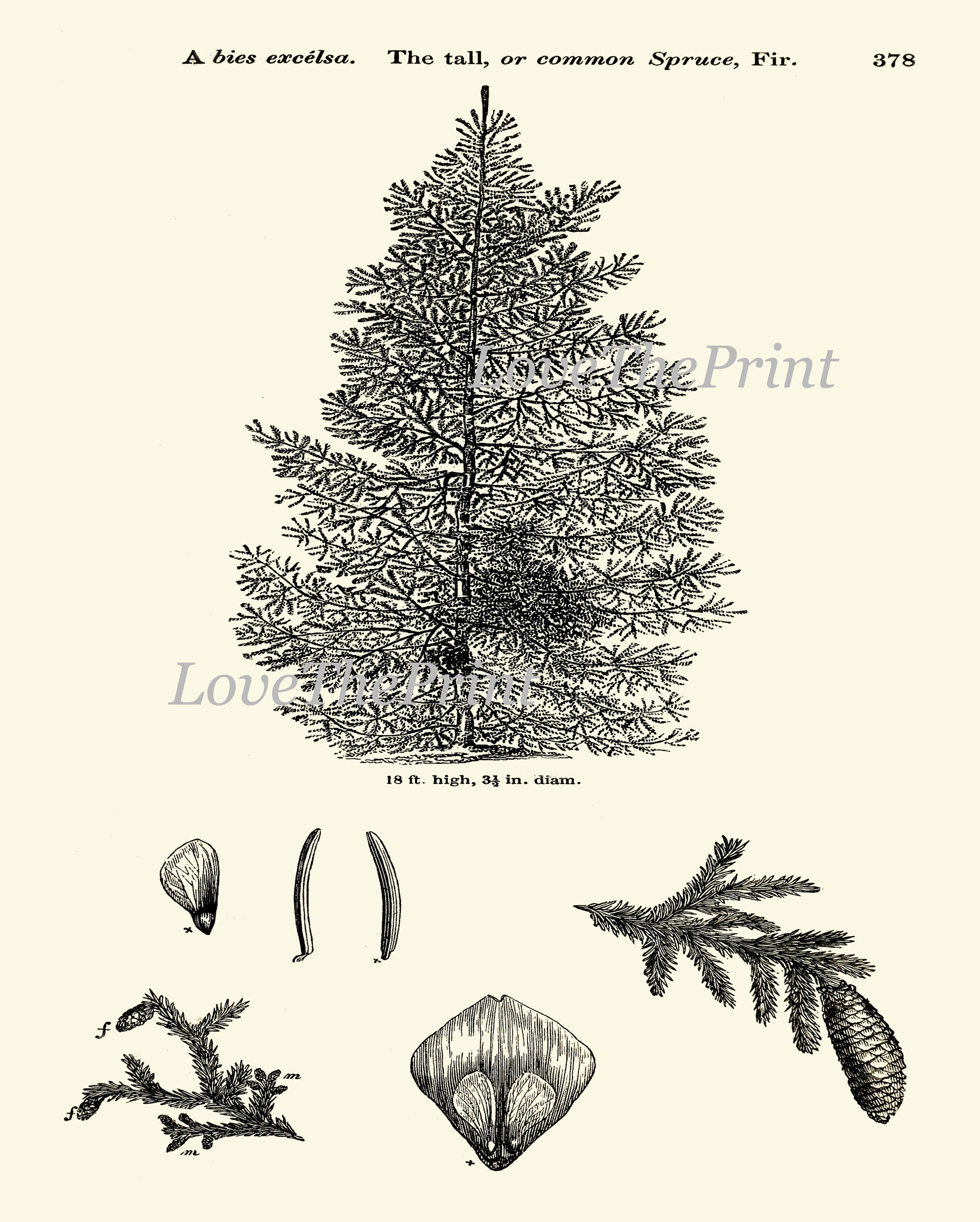 Pine Tree Wall Art Set of 12 Prints Beautiful Vintage Antique Trees ...