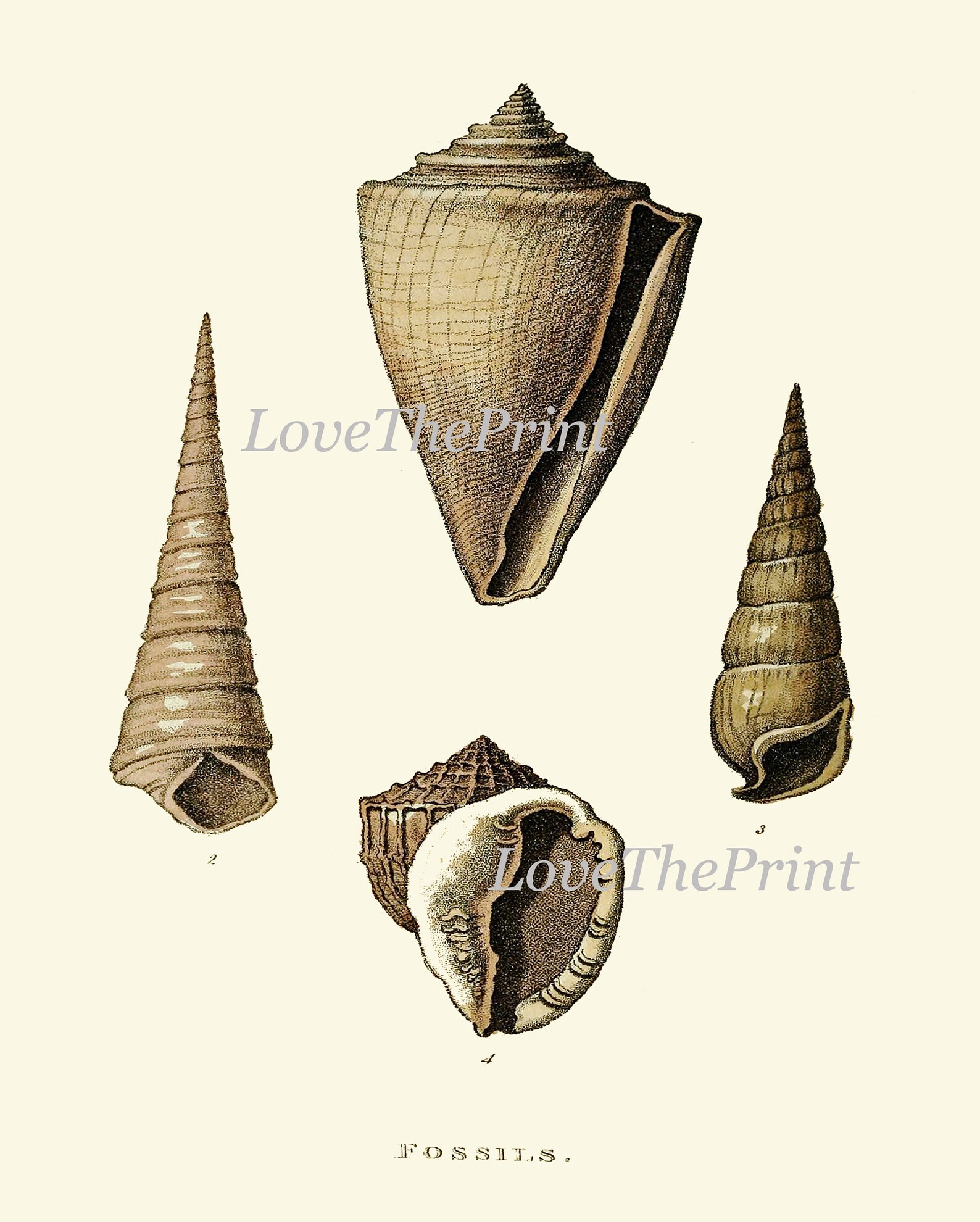 Sea Horse Shell Coral Wall Art Nautical Print Set of 6 Vintage Ocean ...
