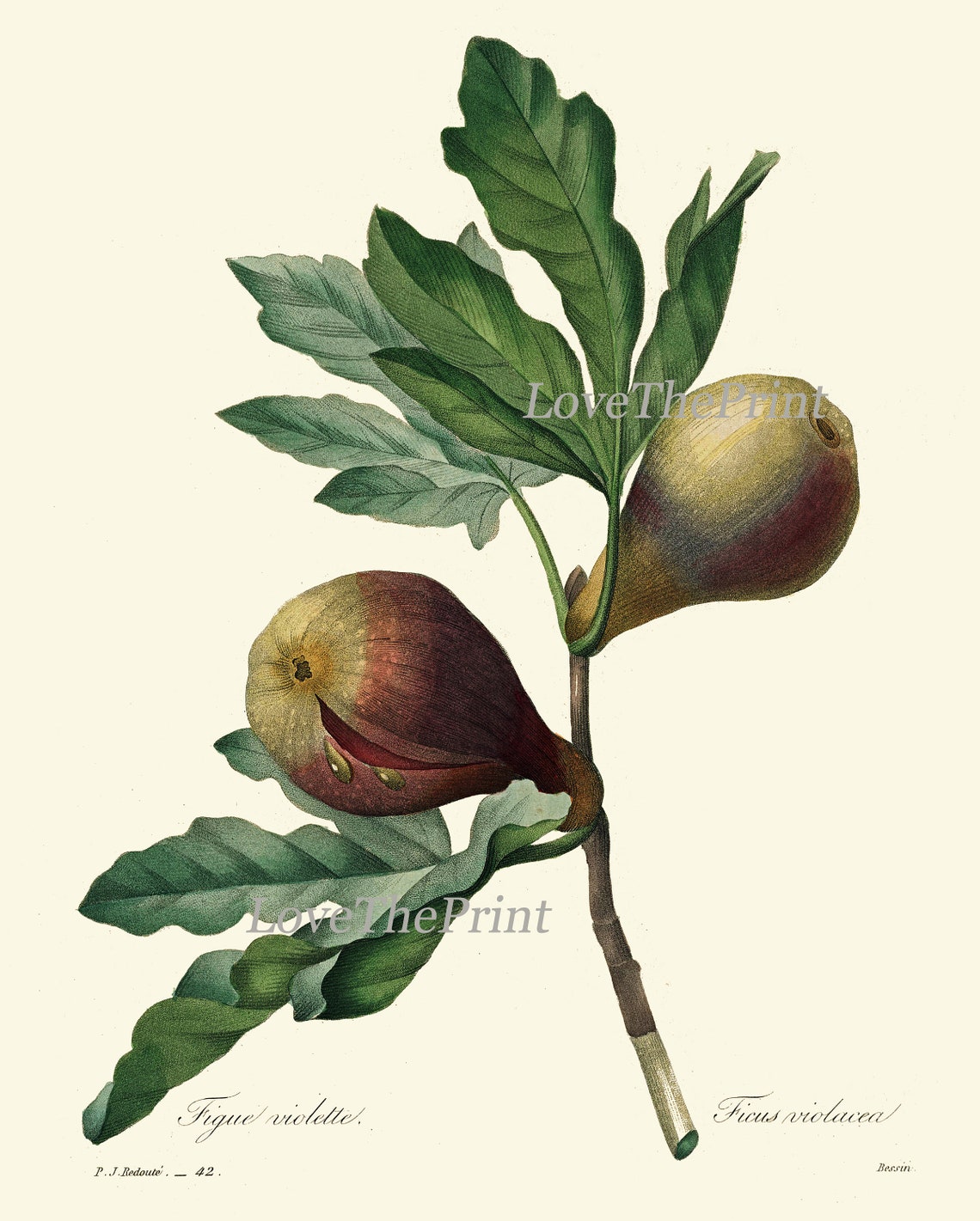 Tropical Fruit Wall Decor Art Prints Set of 4 Beautiful - Etsy