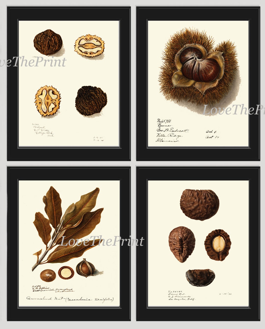 Nuts Kitchen Dining Room Wall Art Prints Set of 4 Beautiful Antique ...