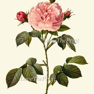 Botanical Wall Art Set of 3 Prints Beautiful Antique Vintage Pink ...