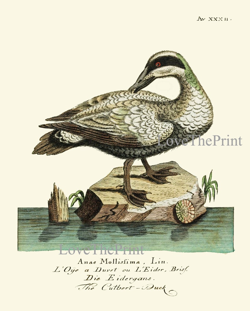 Vintage Bird Prints Large Wall Art Gallery Set of 16 Beautiful - Etsy