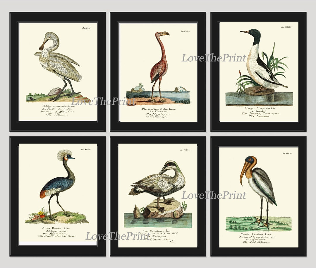 Vintage Birds Prints Wall Art Set of 6 Prints Antique Flamingo Swan ...