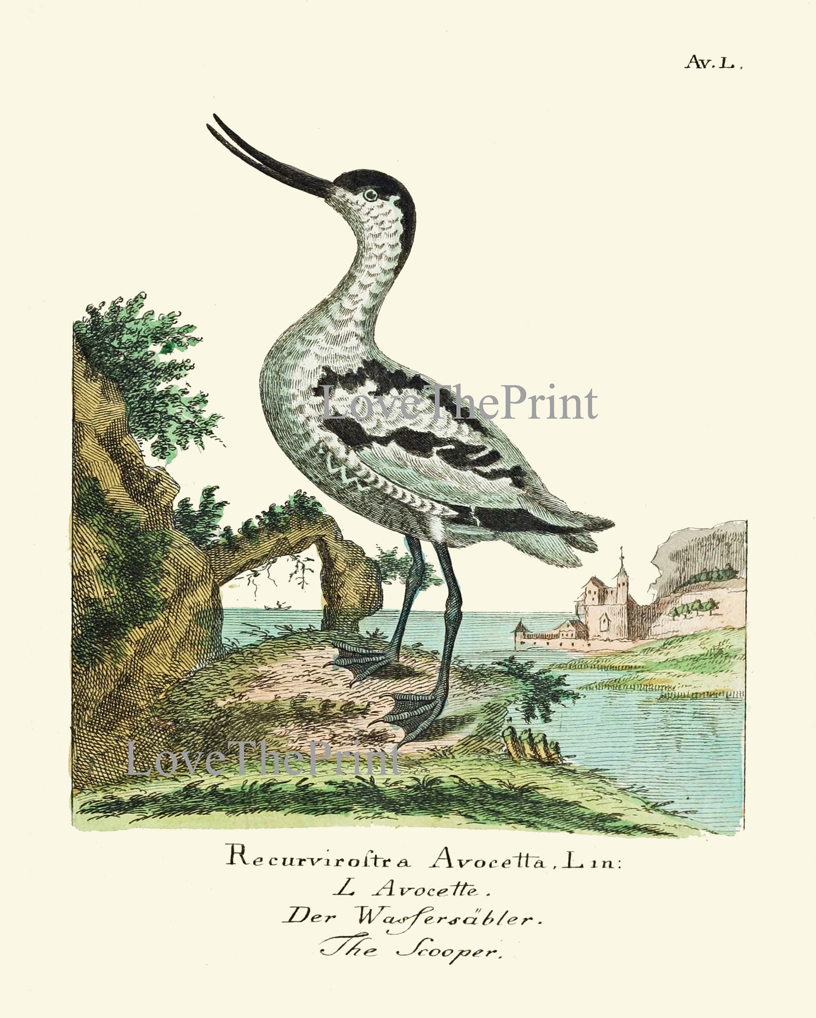 Vintage Bird Prints Large Wall Art Gallery Set of 16 Beautiful | Etsy