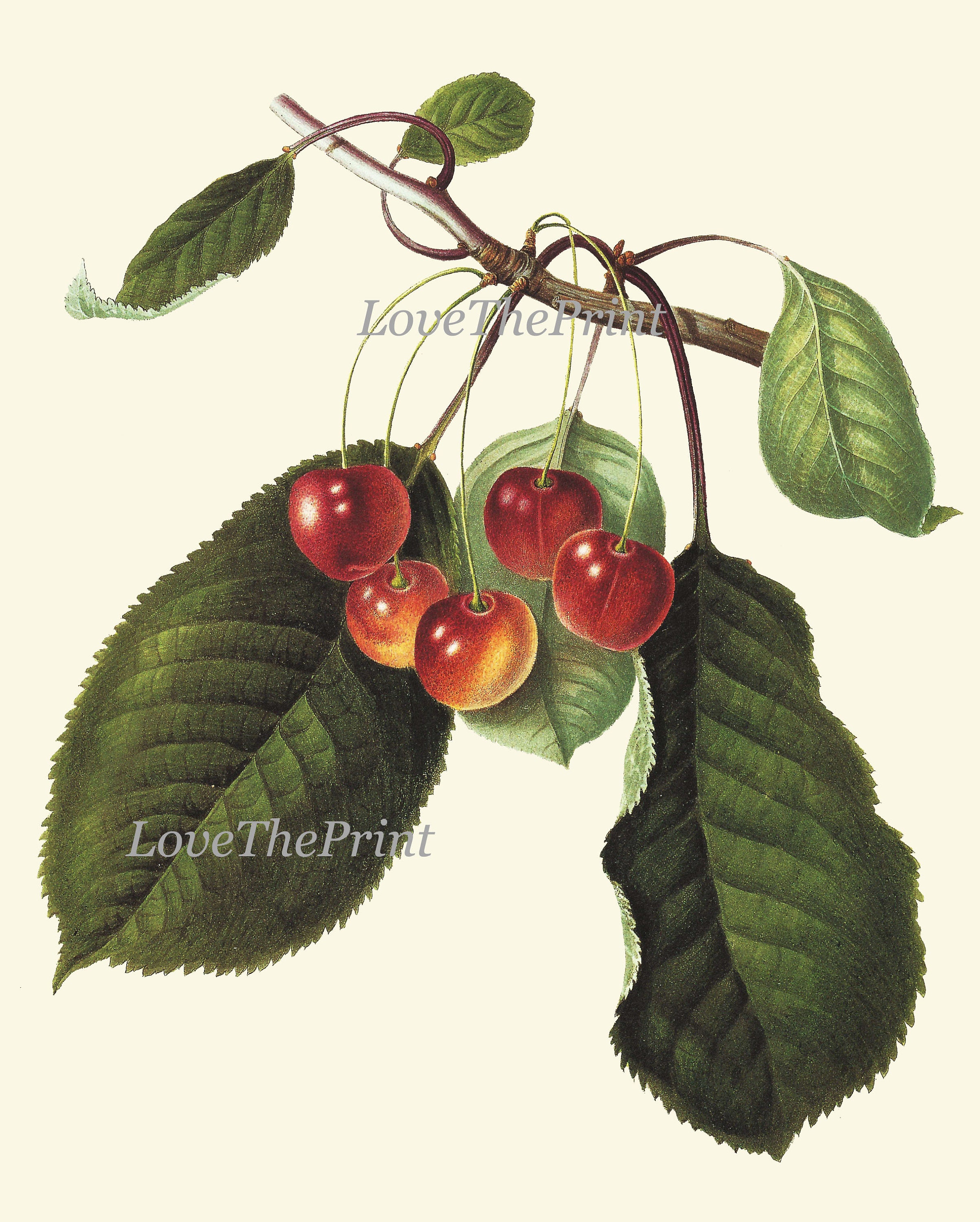 Fruit Tree Branches Prints Wall Art Set 6 Beautiful Botanical - Etsy