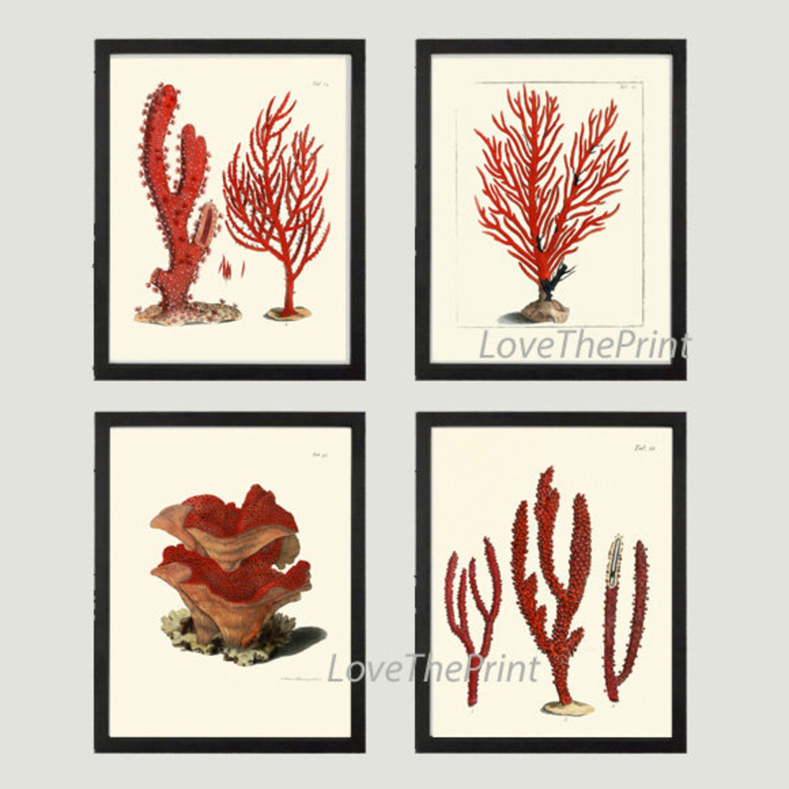Red Coral Prints Wall Art Set of 4 Beautiful Antique Vintage - Etsy