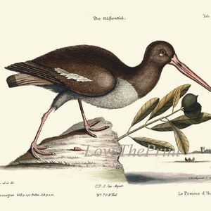 Vintage Duck Bird Prints Wall Art Set of 6 Antique Farmhouse Lake House ...