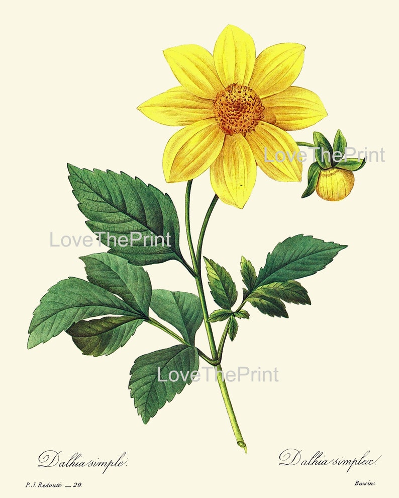 Yellow Flowers Botanical Print Set of 4 Beautiful Antique Vintage Wall ...